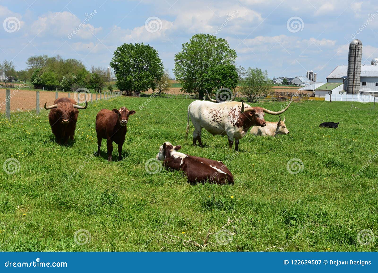 Spotted Cows on an Amish Farm in Pennsylvania Stock Image - Image of ...
