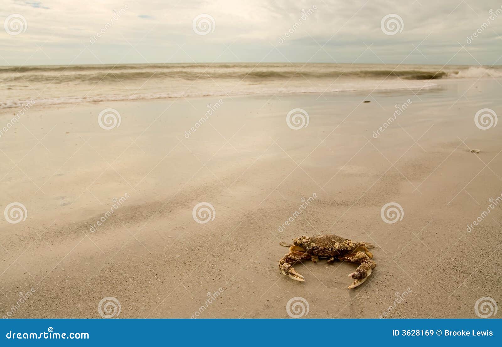 Spotted Crab on beach stock image. Image of crustacean - 3628169 Spotted Crab on beach stock image. Image of crustacean - 3628169