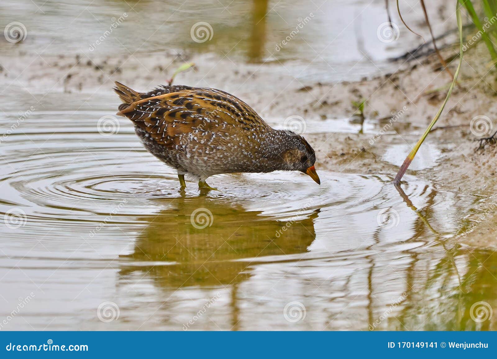 Spotted Crake bird stock image. Image of beak, wild - 170149141
