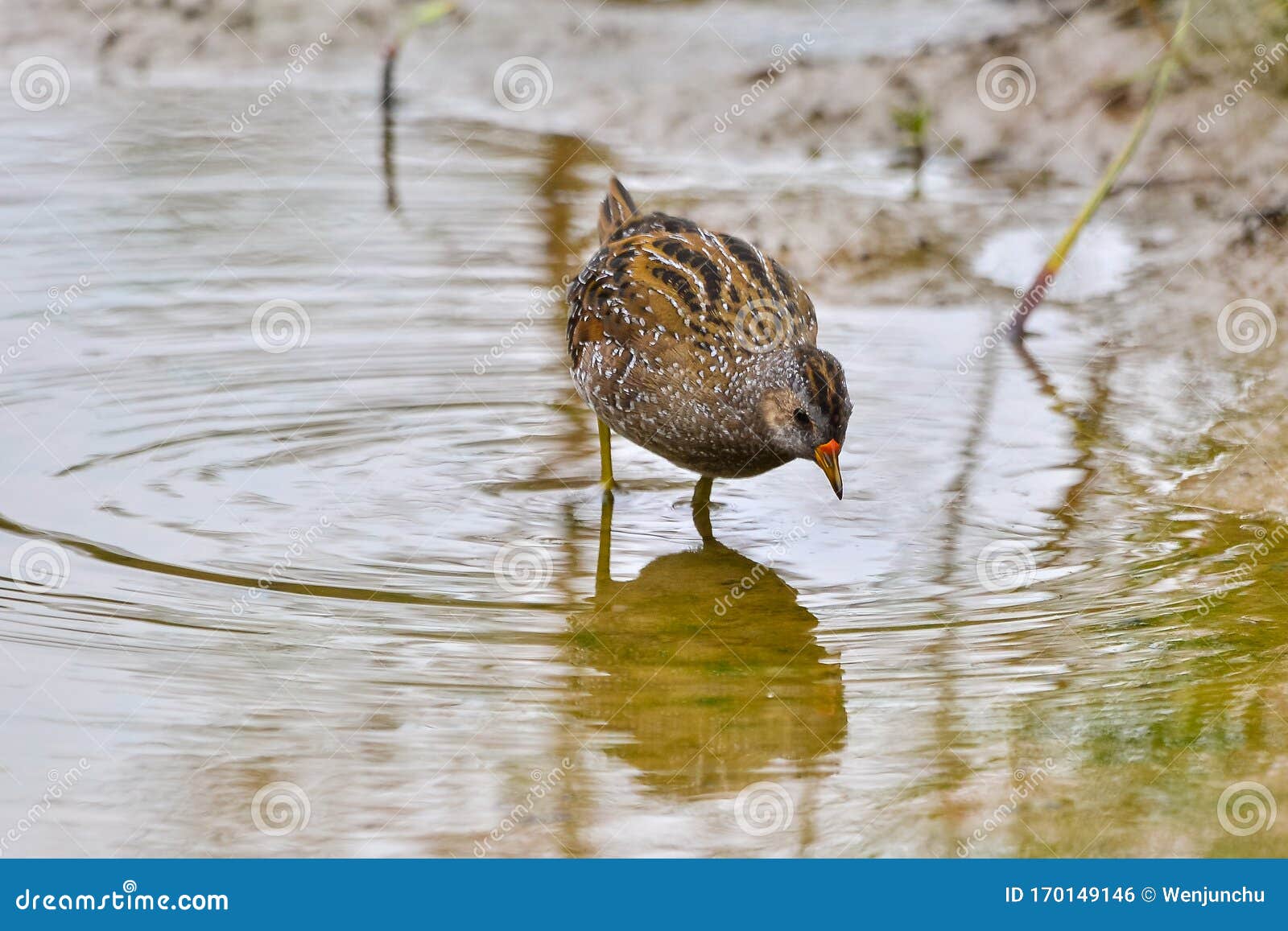 Spotted Crake bird stock photo. Image of outdoors, water - 170149146