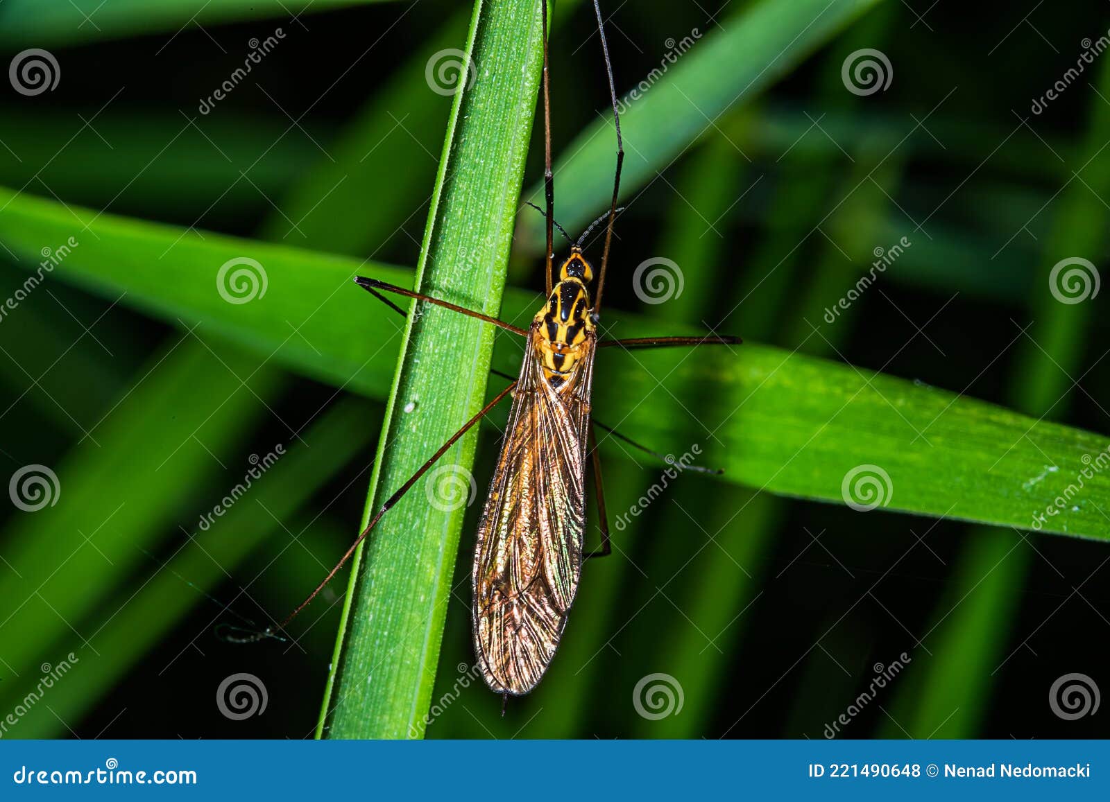 Spotted Crane Fly Lat. Nephrotoma Appendiculata Stock Photo - Image of ...