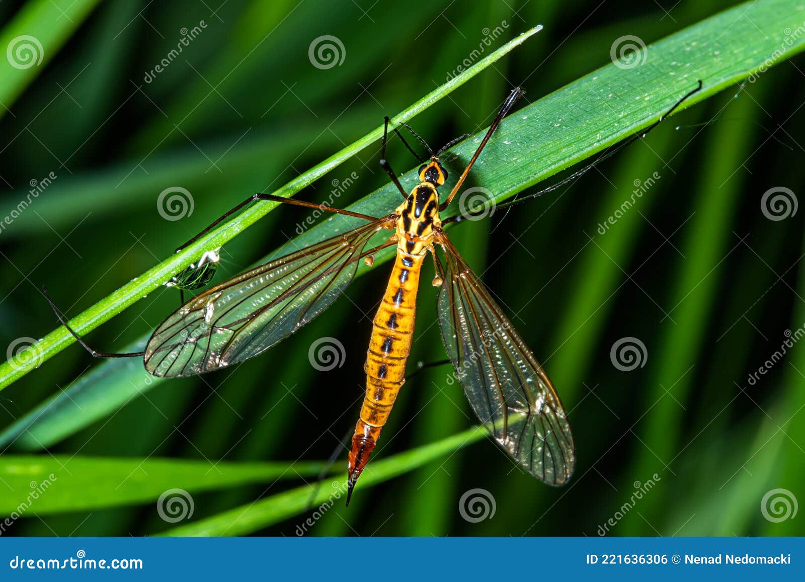 Spotted Crane Fly Lat. Nephrotoma Appendiculata Stock Photo - Image of ...