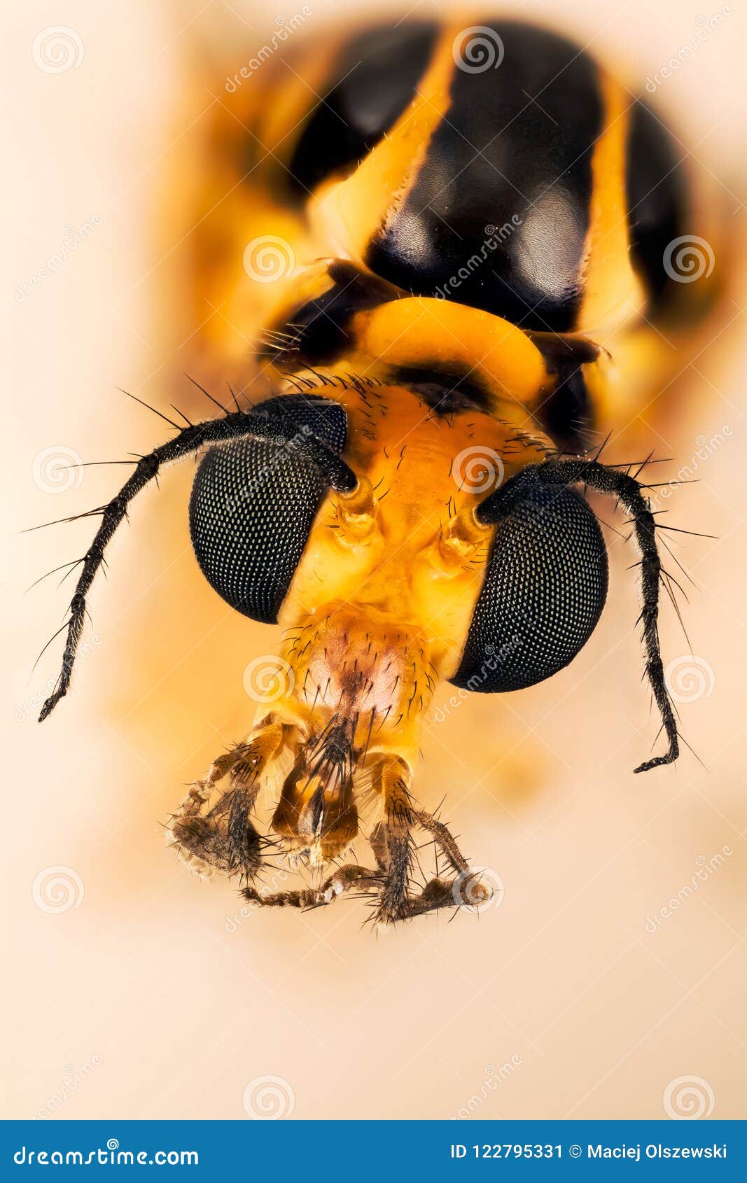 Spotted Crane-Fly, Nephrotoma Appendiculata Stock Image - Image of ...