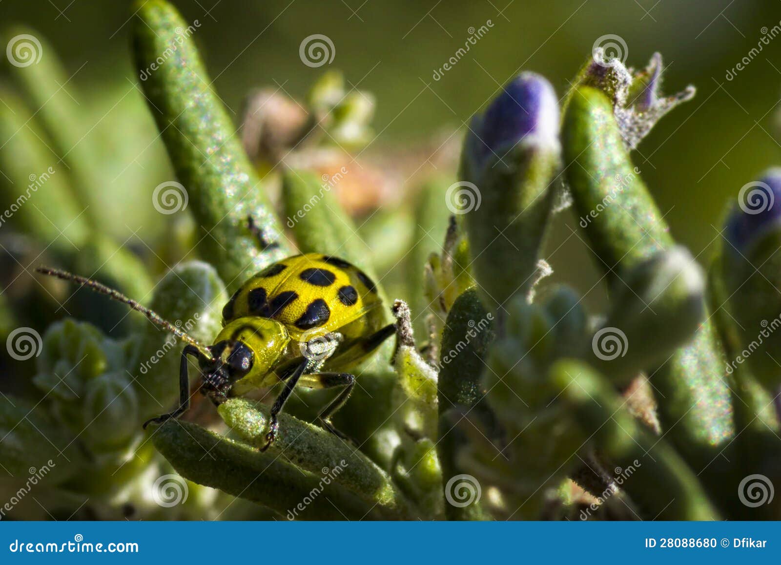 Spotted Cucumber Beetle stock photo. Image of ladybug - 28088680