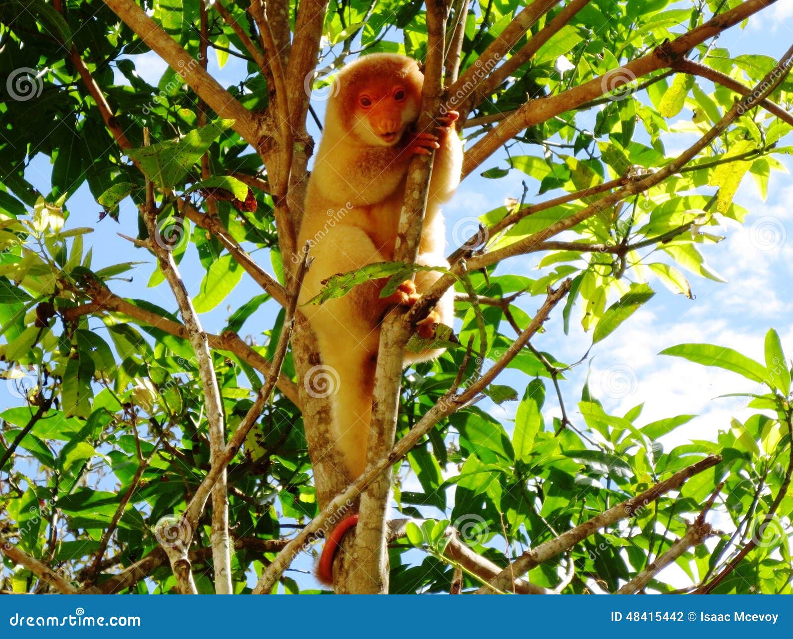 Spotted cuscus stock photo. Image of tail, blue, papua - 48415442