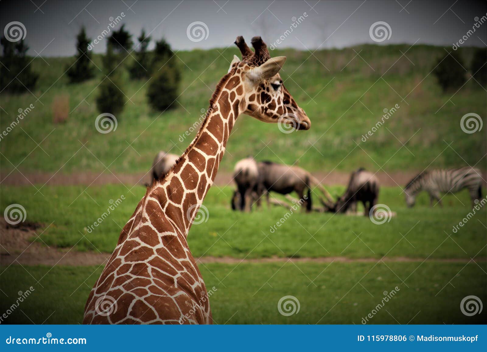 Spotted Cute Giraffe stock photo. Image of neck, reserve - 115978806