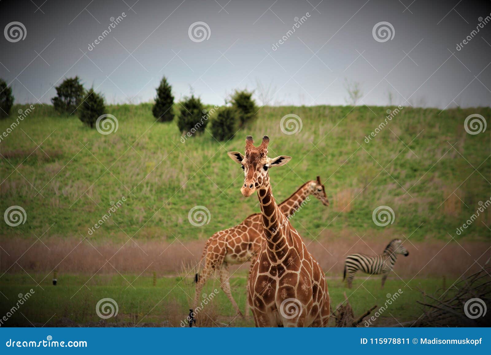 Spotted Cute Giraffe stock image. Image of african, exotic - 115978811