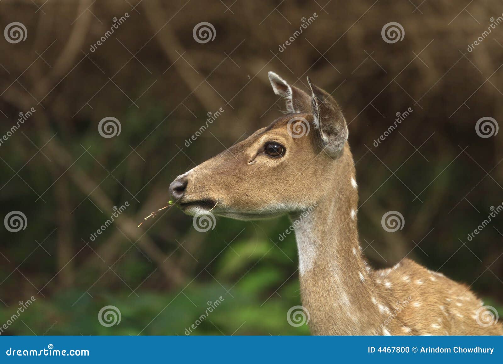 Spotted Dear stock photo. Image of savannah, mare, animals - 4467800