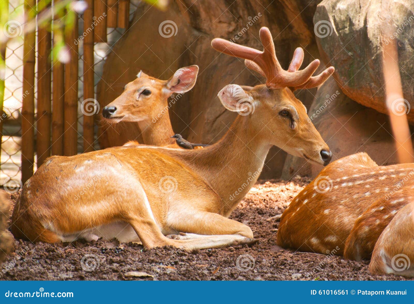 Spotted dear stock image. Image of cheetal, black, spot - 61016561