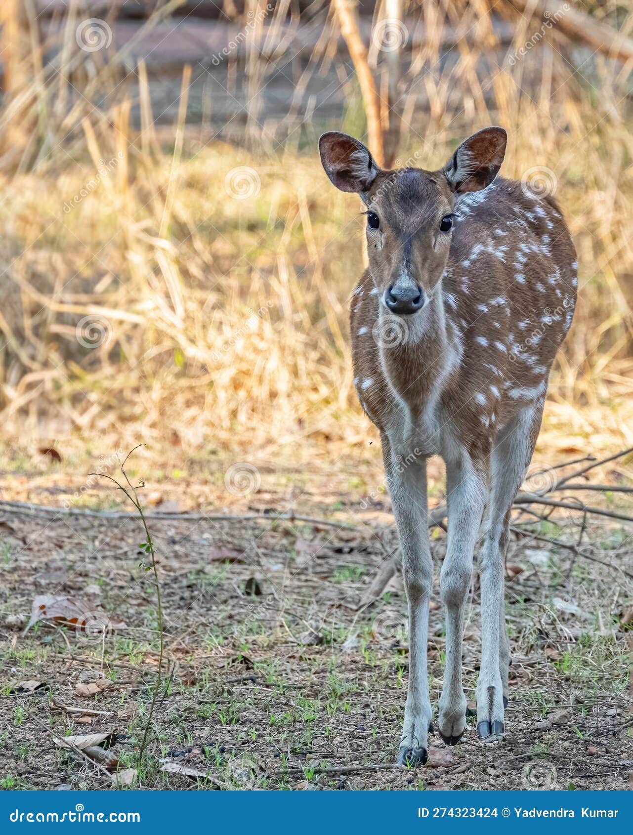 A Spotted Dear looking stock photo. Image of wild, shot - 274323424