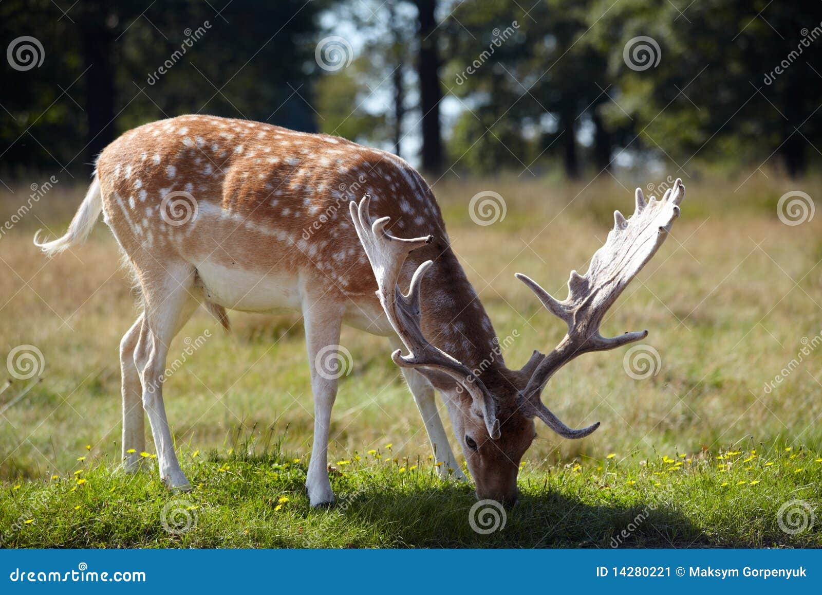 Spotted dear on a meadow stock image. Image of conservation - 14280221