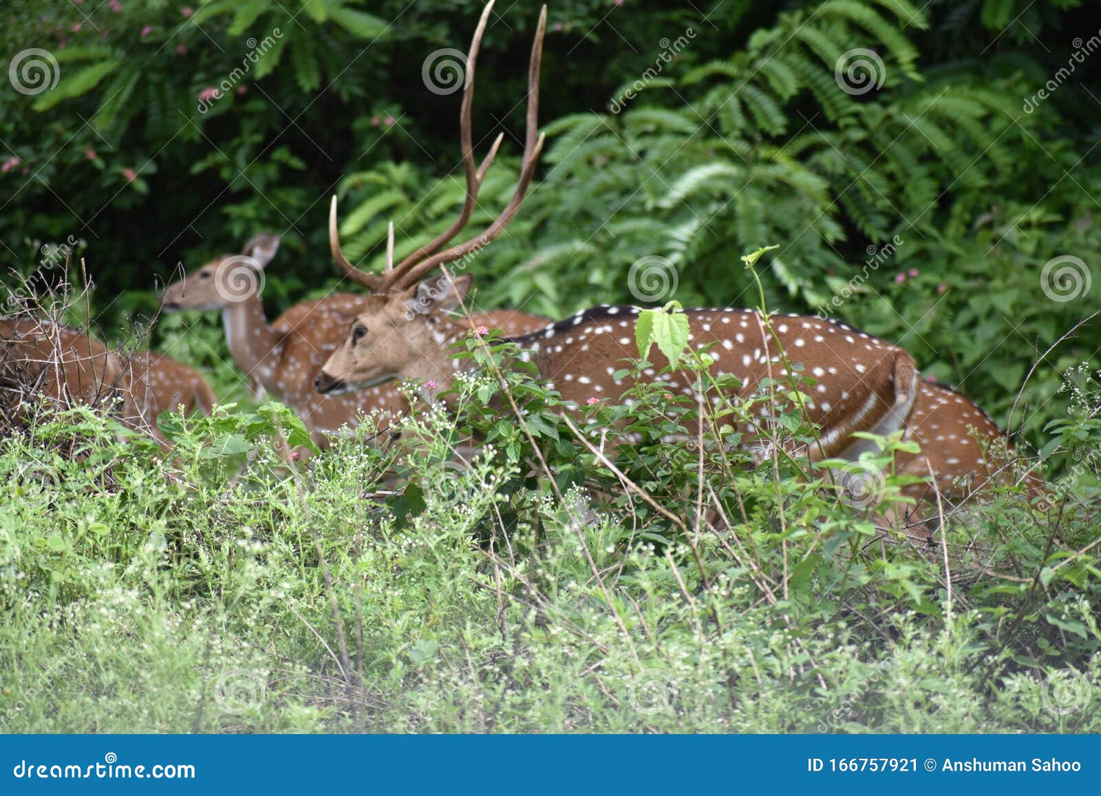 Beautiful Wild Spotted Dear Pack Grazing in Forest Stock Image - Image ...