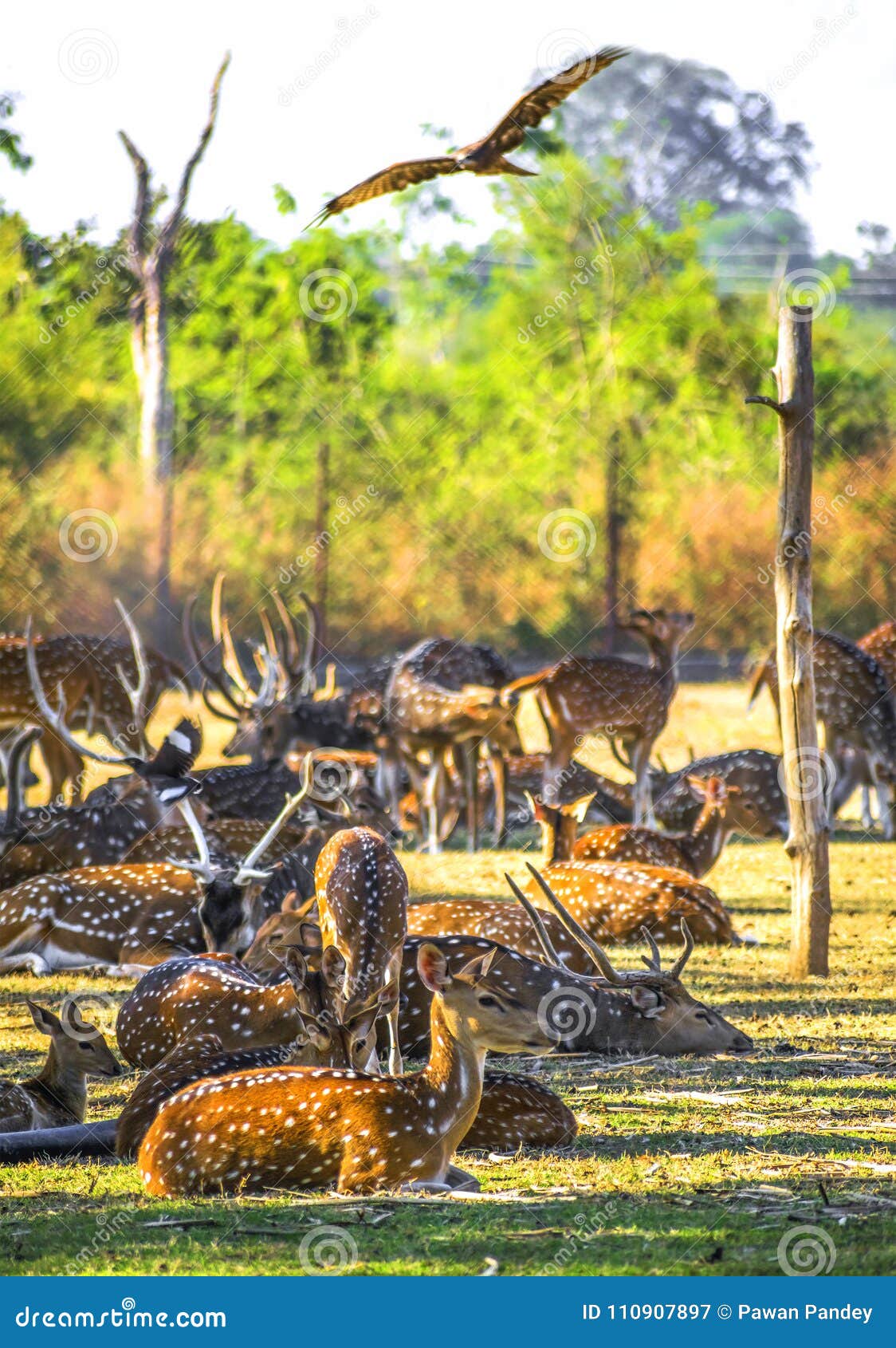 Spotted Dear. stock image. Image of sitting, brown, nice - 110907897