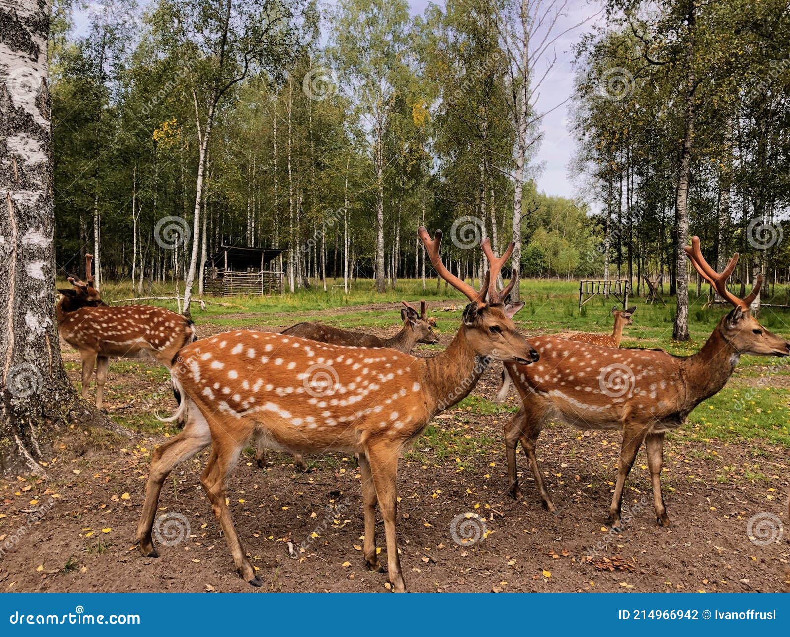 Deer’s life stock photo. Image of nature, spot, forest - 214966942