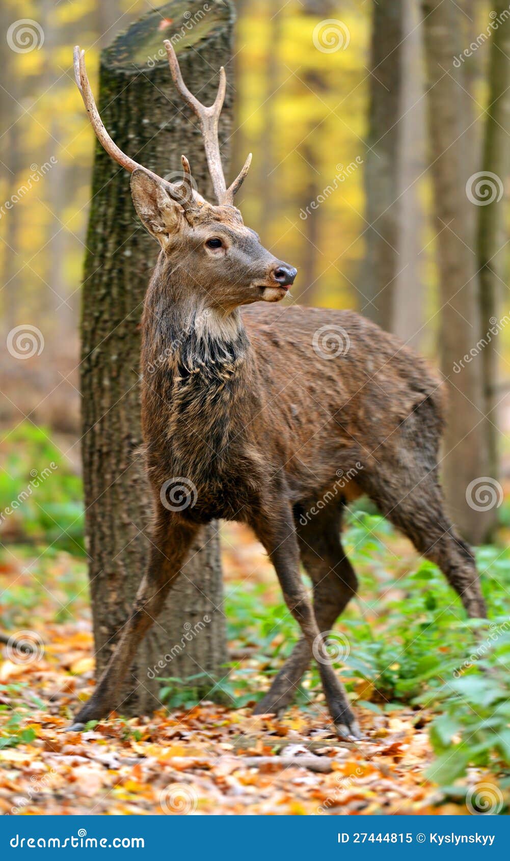 Spotted Dee stock image. Image of axis, india, male, prey - 27444815
