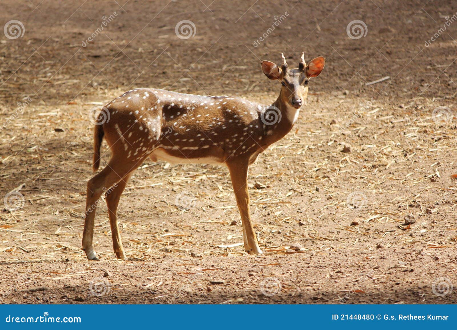 Spotted deer stock photo. Image of animals, nature, deer - 21448480