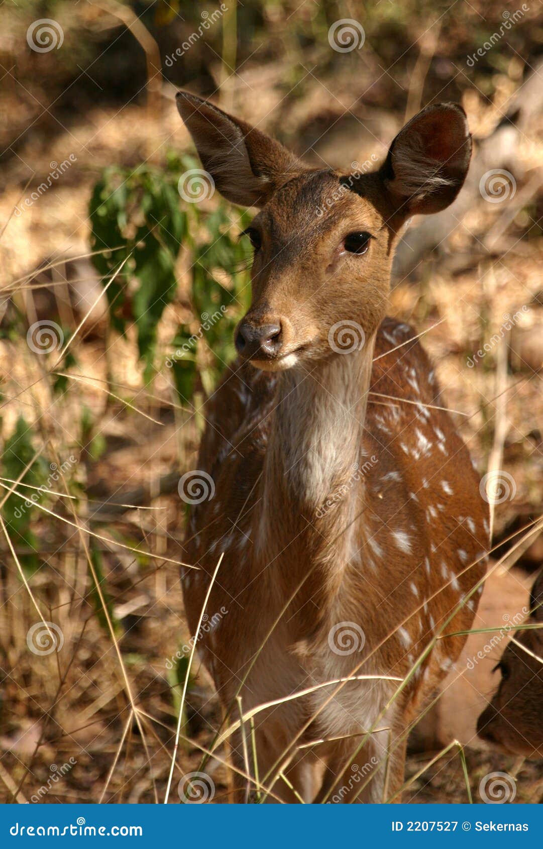 Spotted deer stock image. Image of ruminants, safari, chital - 2207527