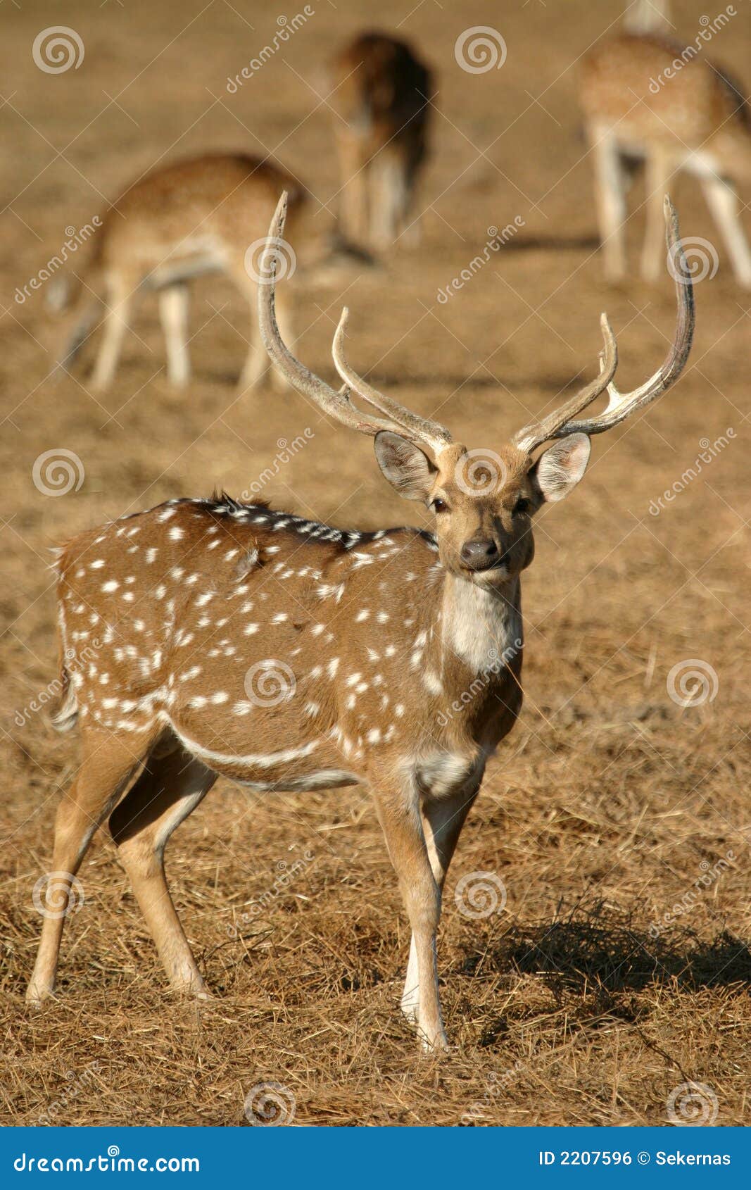 Spotted deer stock photo. Image of antelope, ranthambore - 2207596