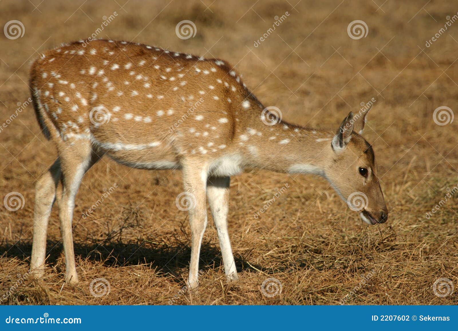 Spotted deer stock photo. Image of ranthambore, india - 2207602