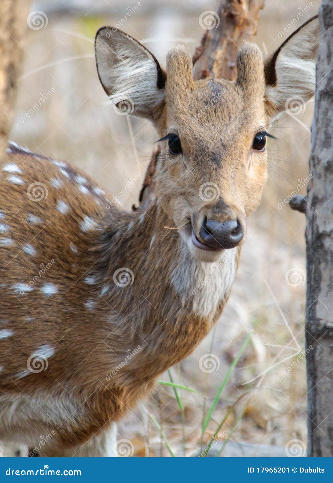 Spotted deer Axis axis stock image. Image of hide, spotted - 17965201
