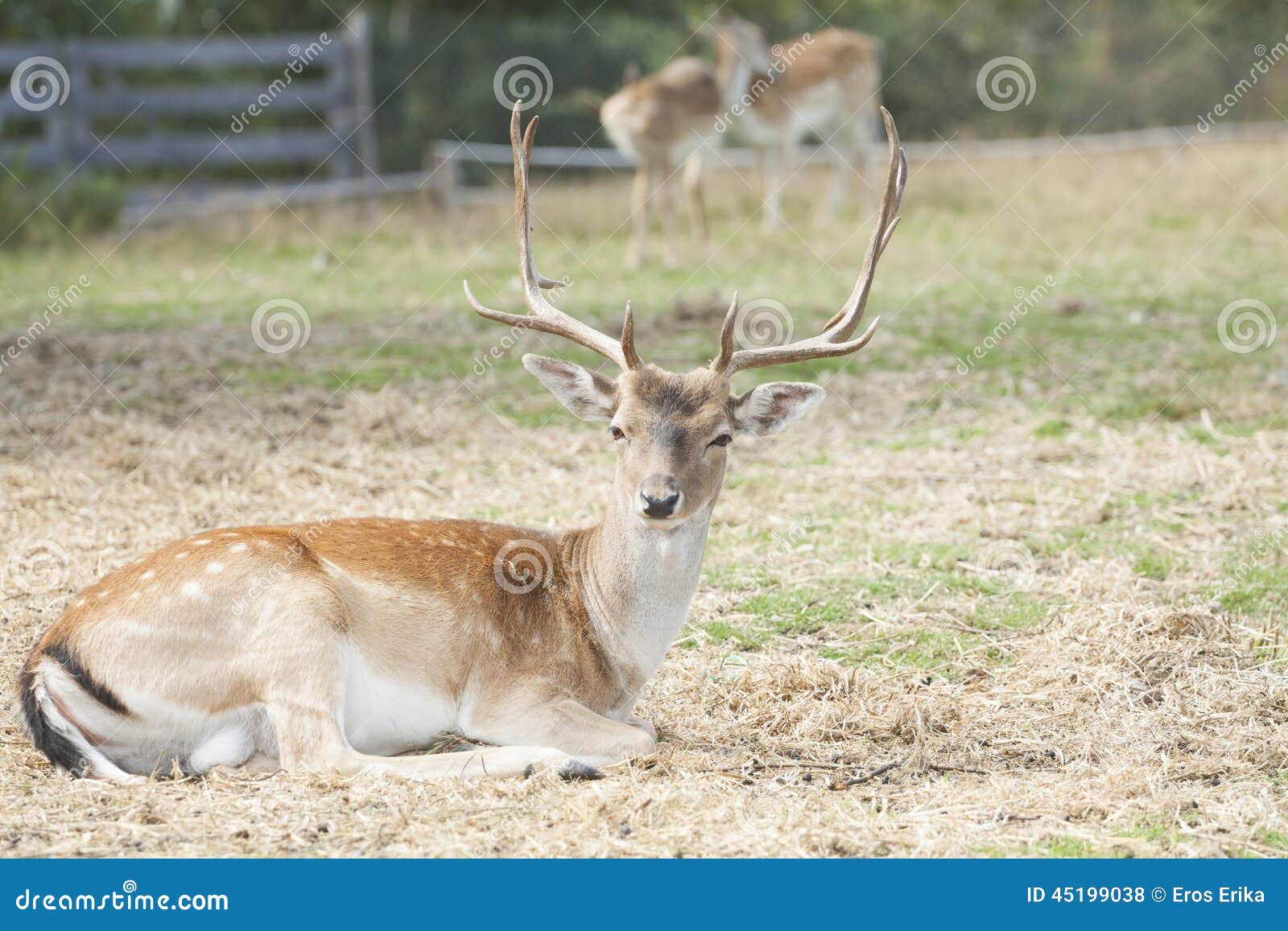 Spotted Deer / Chital stock photo. Image of power, colorful - 45199038