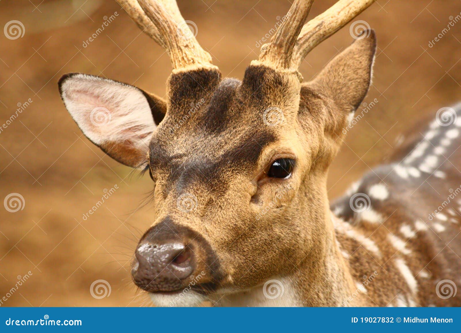 Spotted Deer Closeup at Zoological Park Stock Photo - Image of brown ...
