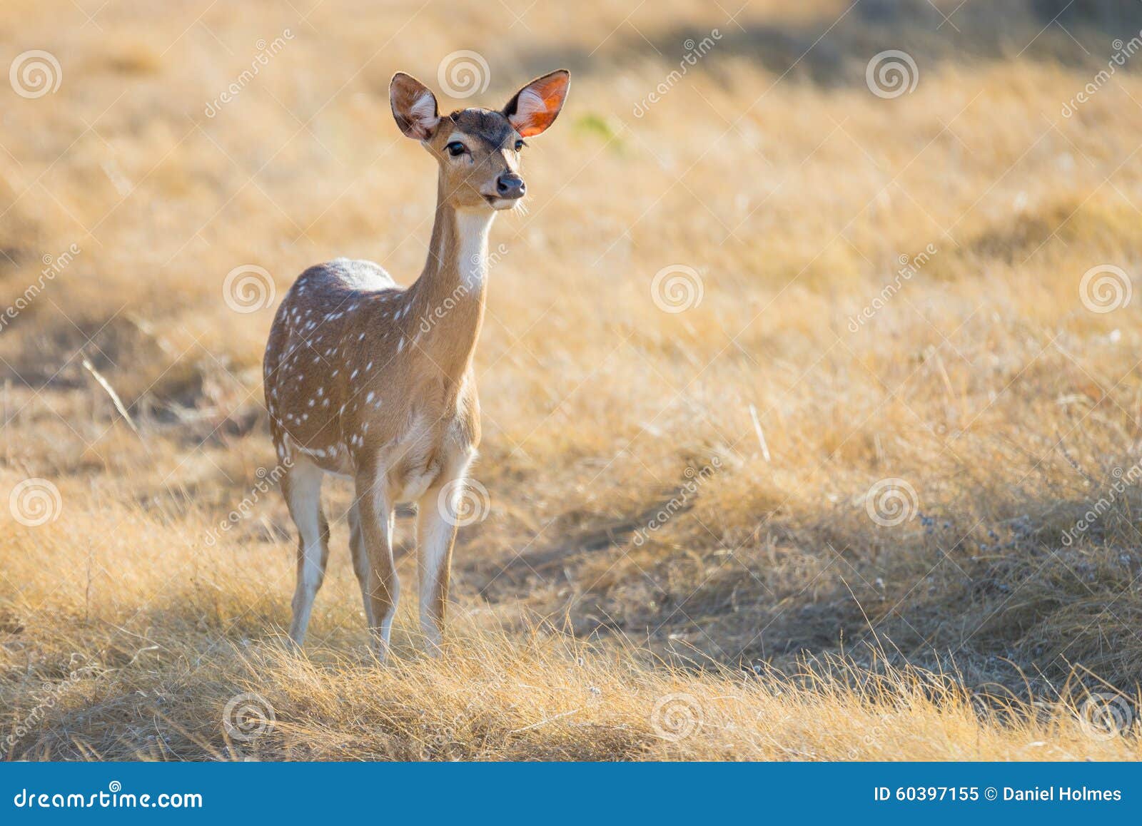 Spotted Deer Doe stock image. Image of male, nature, wild - 60397155