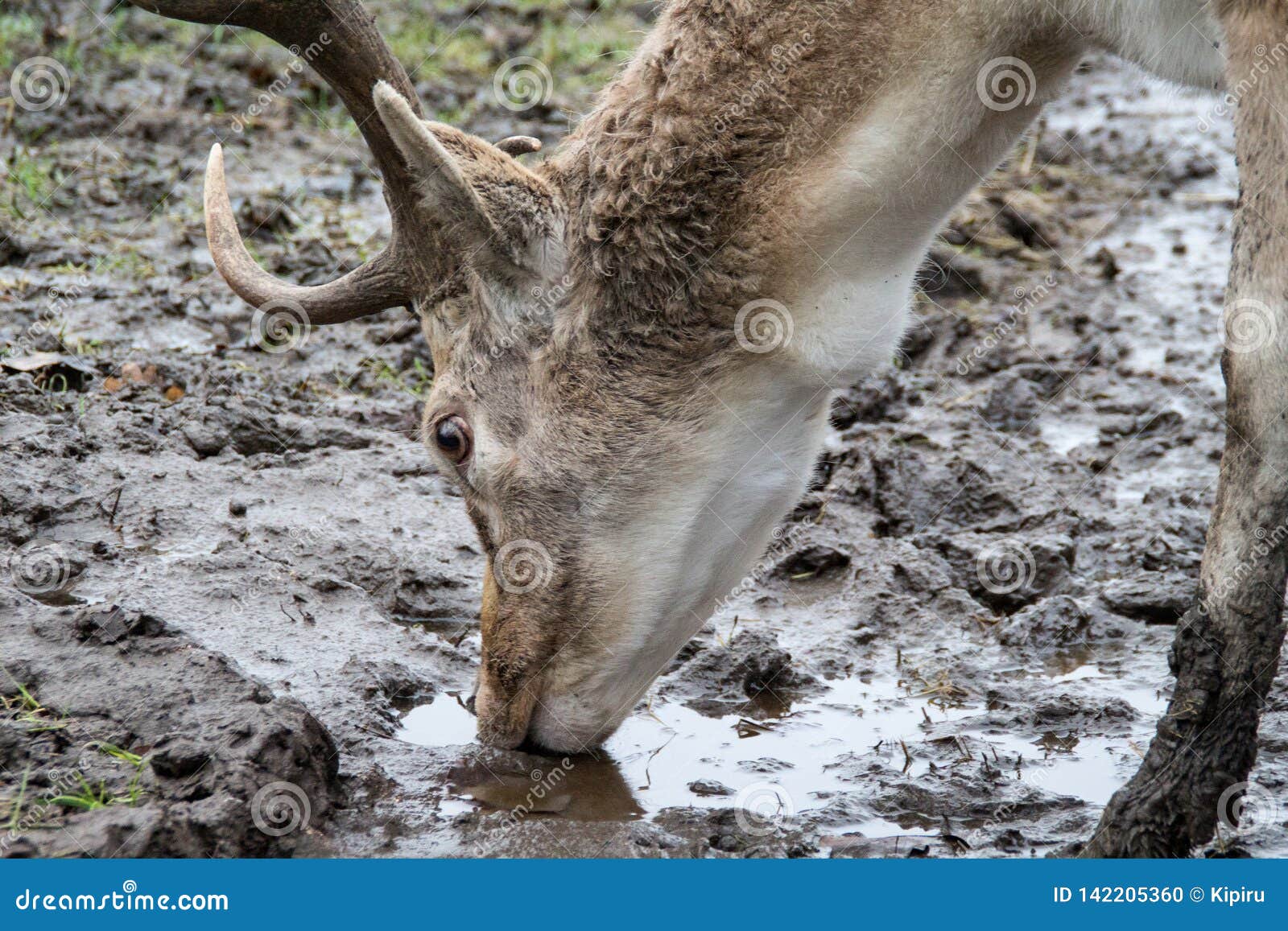 Spotted Deer Drinks from a Puddle of Water Stock Photo - Image of ...