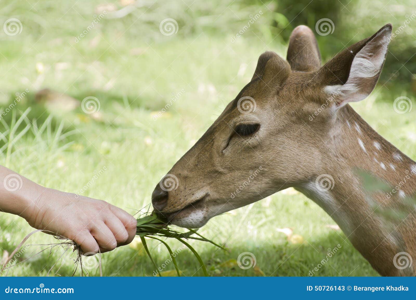 Baby Deer Eating Grass