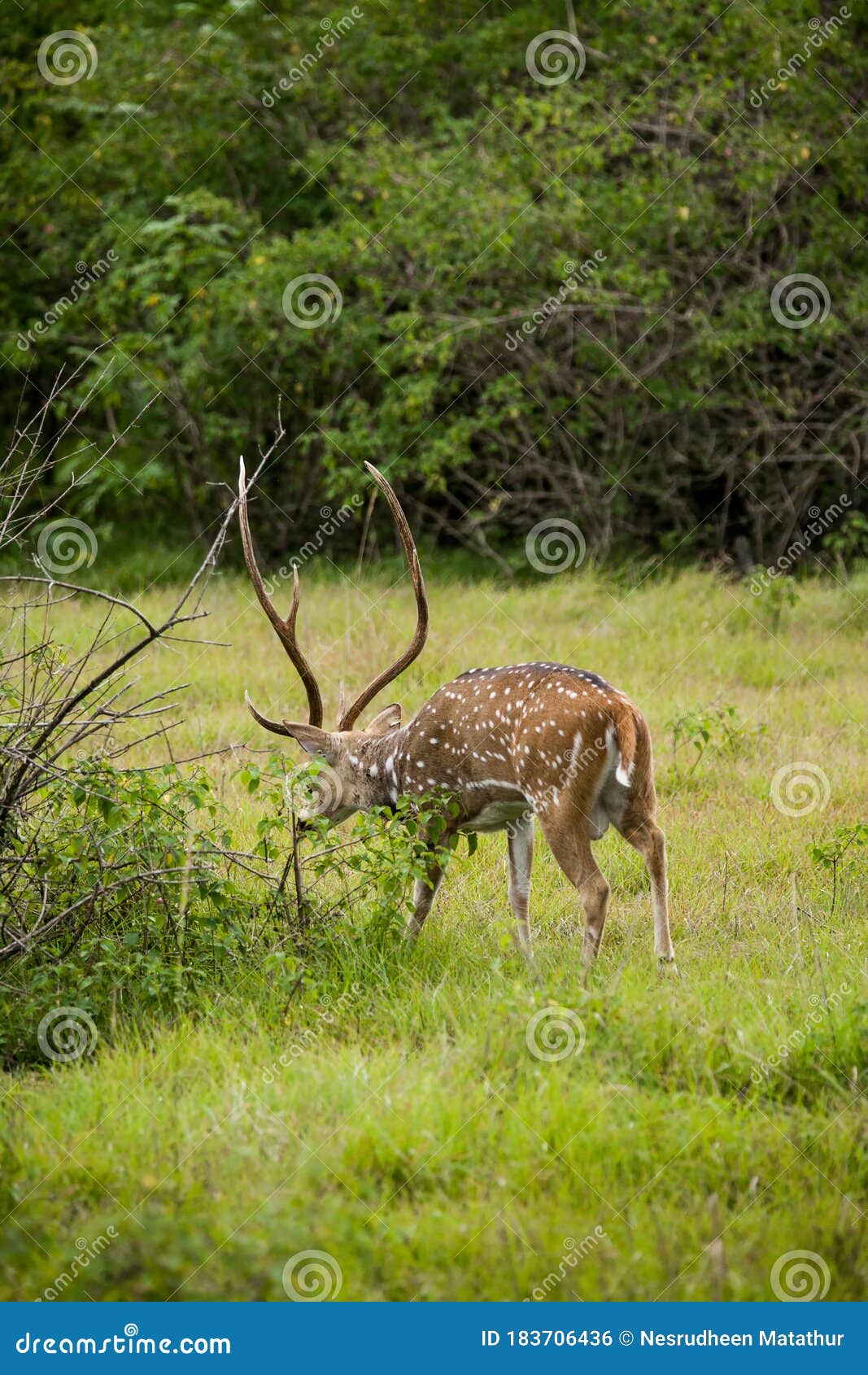 Spotted Deer Feeding in the Grassland Forest Stock Photo - Image of ...