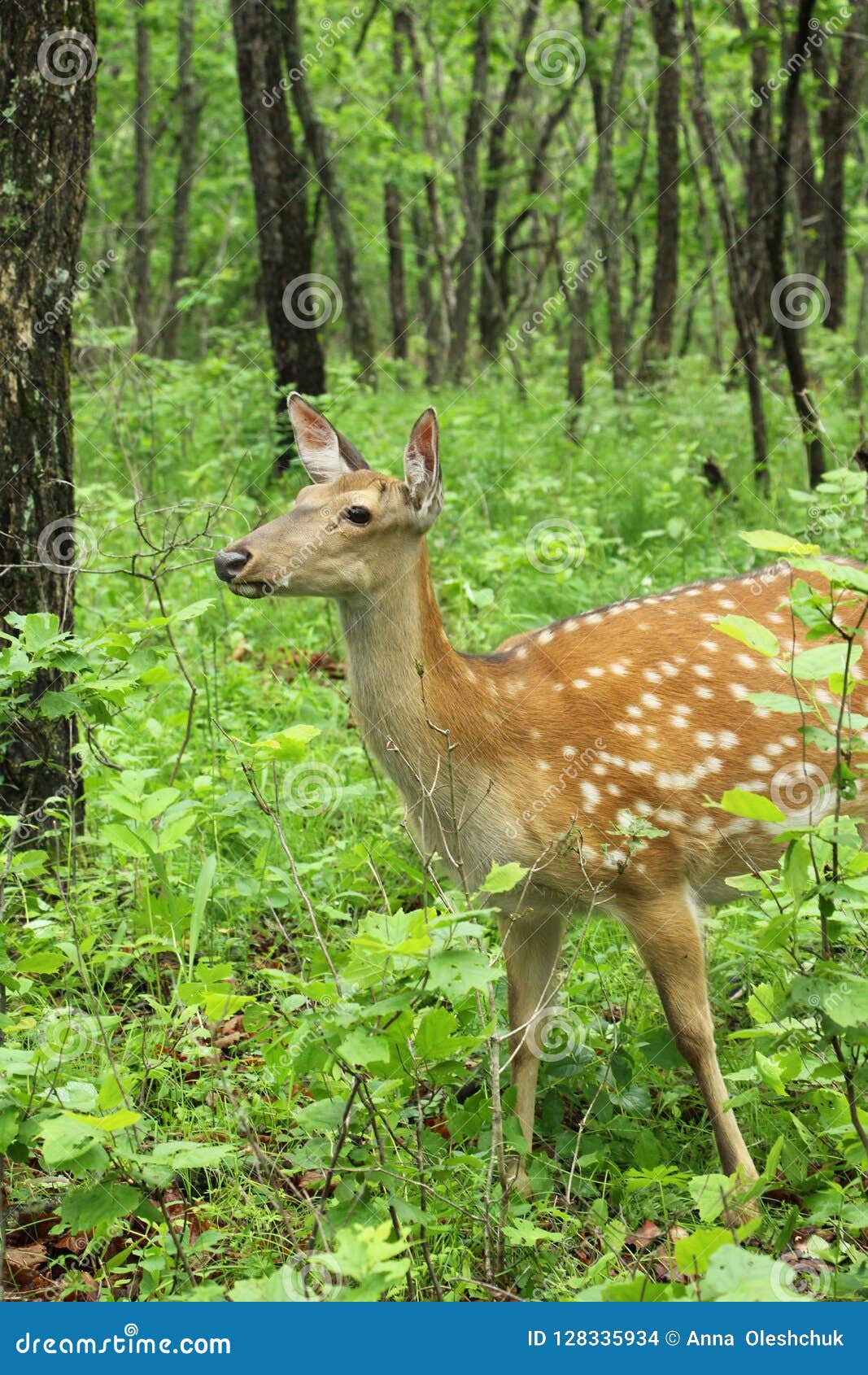 Spotted Deer in a Green Forest Stock Photo - Image of russia, summer ...