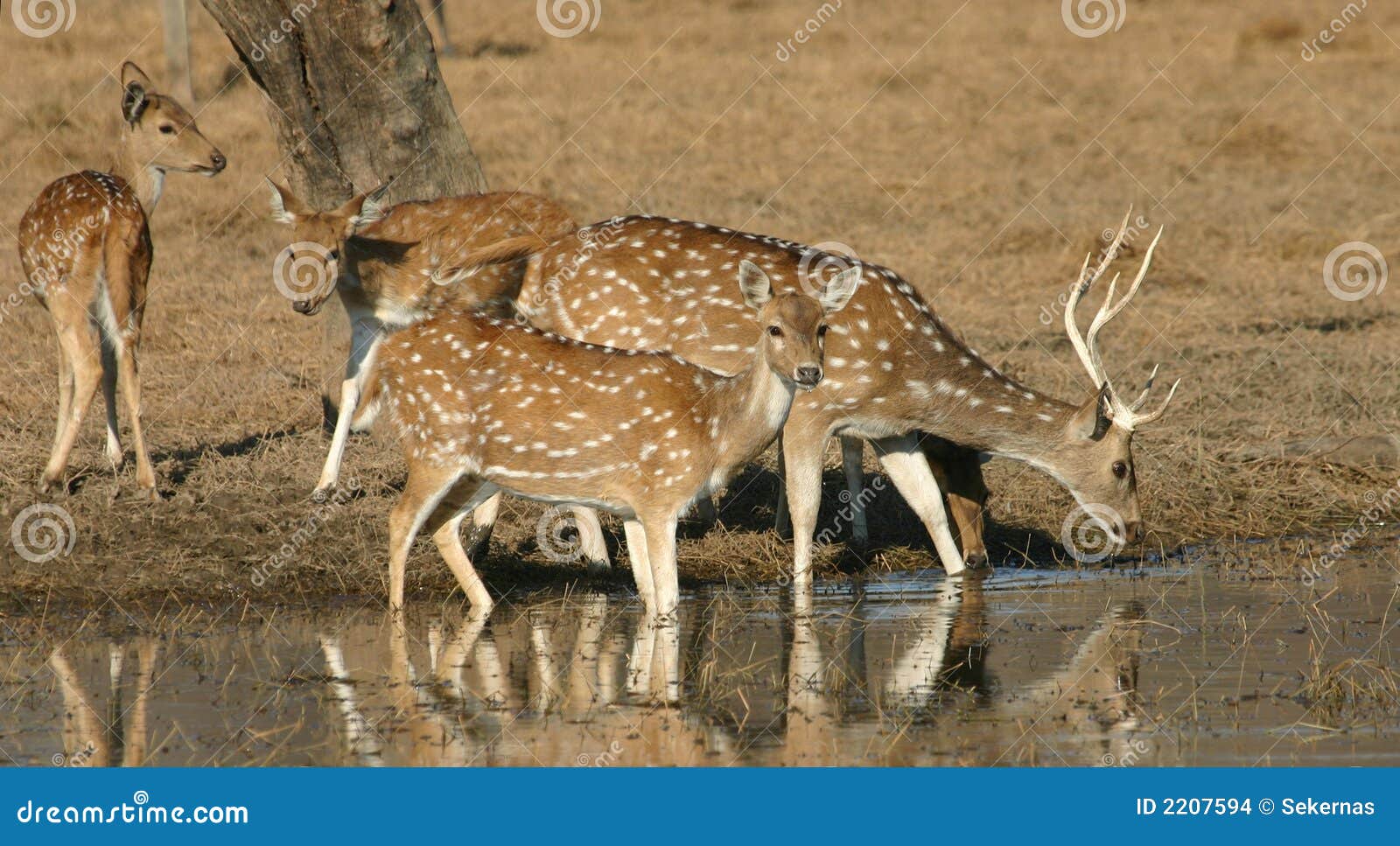 Spotted deer herd drinking stock photo. Image of mammals - 2207594
