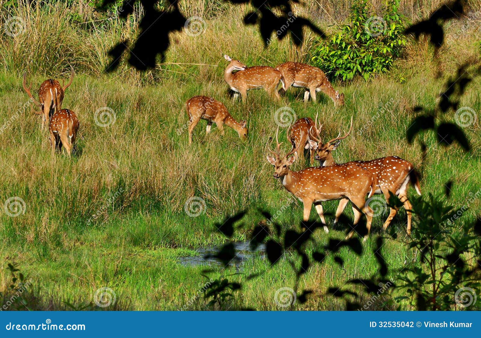 Spotted Deer herd stock photo. Image of national, horns - 32535042