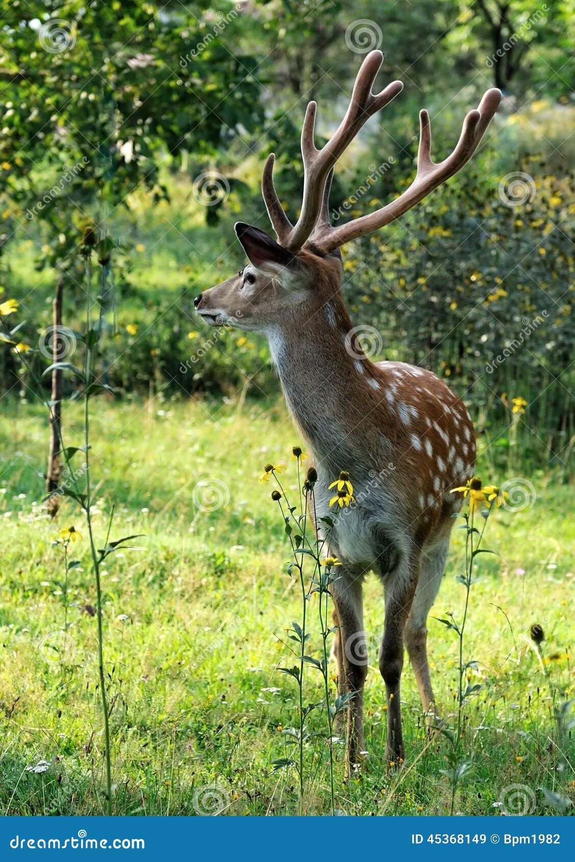 Spotted deer. stock image. Image of india, antler, grass - 45368149