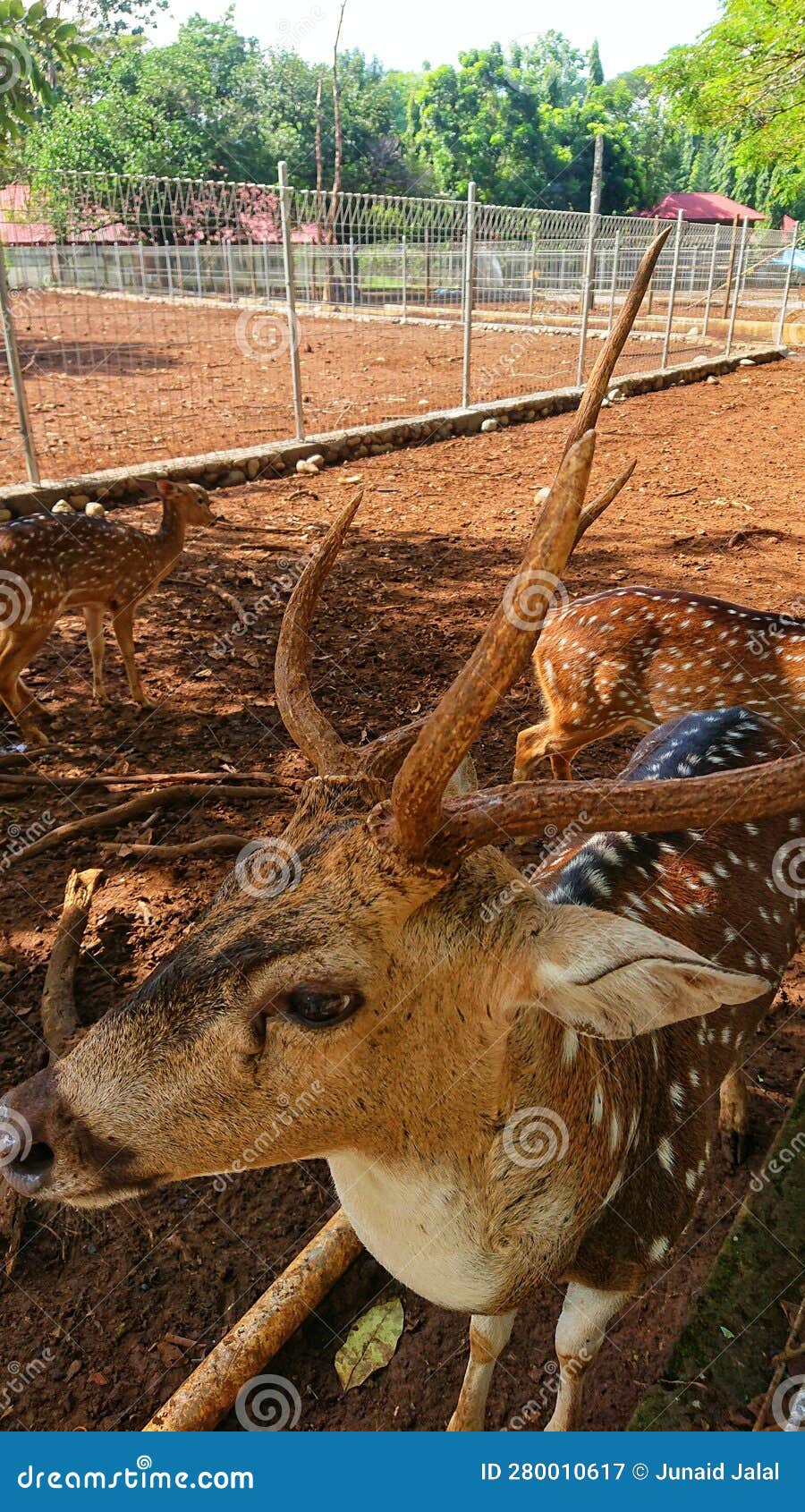 A Spotted Deer Showing Off Its Beautiful Antlers Stock Image - Image of ...