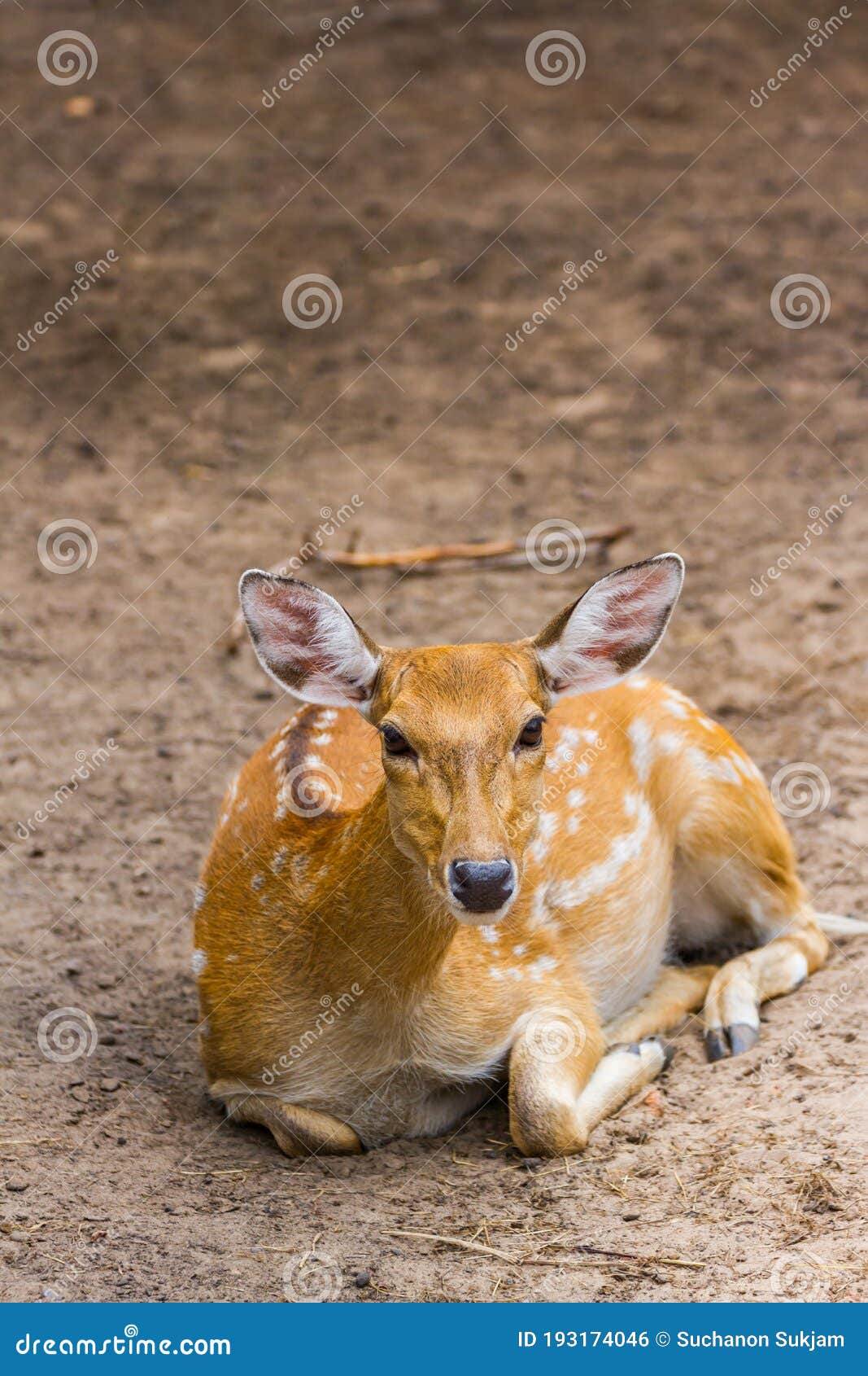 Spotted deer sitting stock photo. Image of field, chital - 193174046