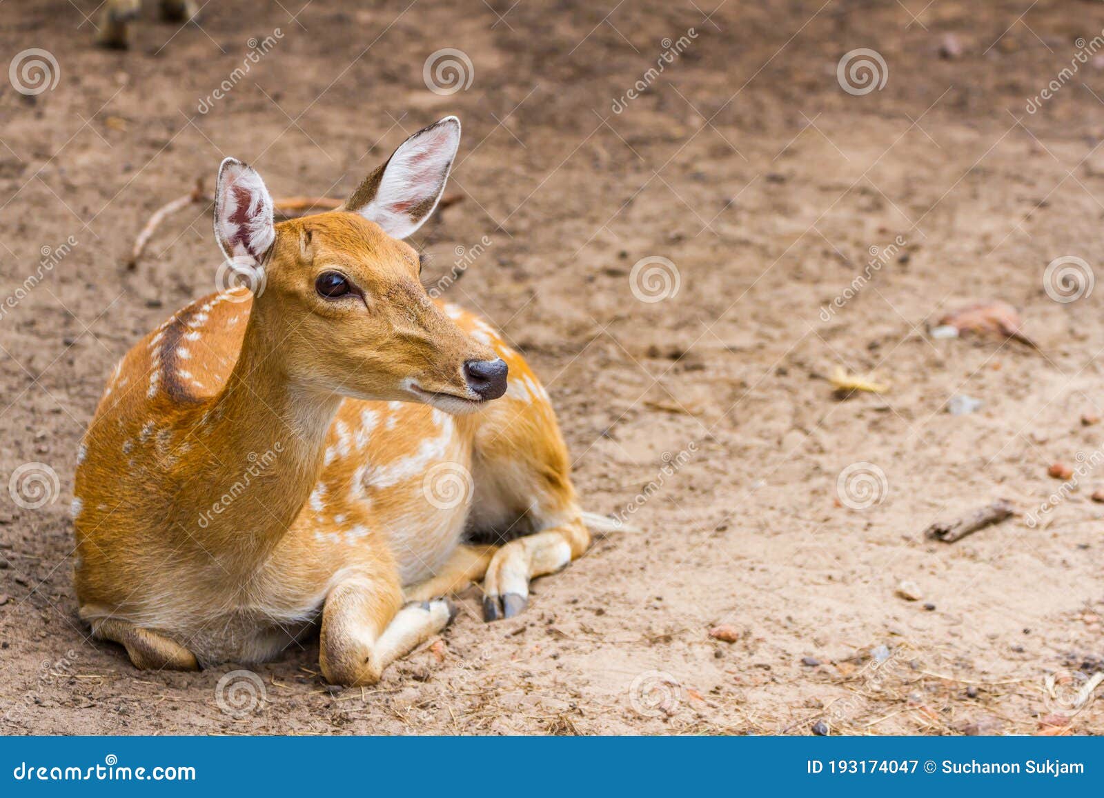 Spotted deer sitting stock image. Image of branch, mammal - 193174047