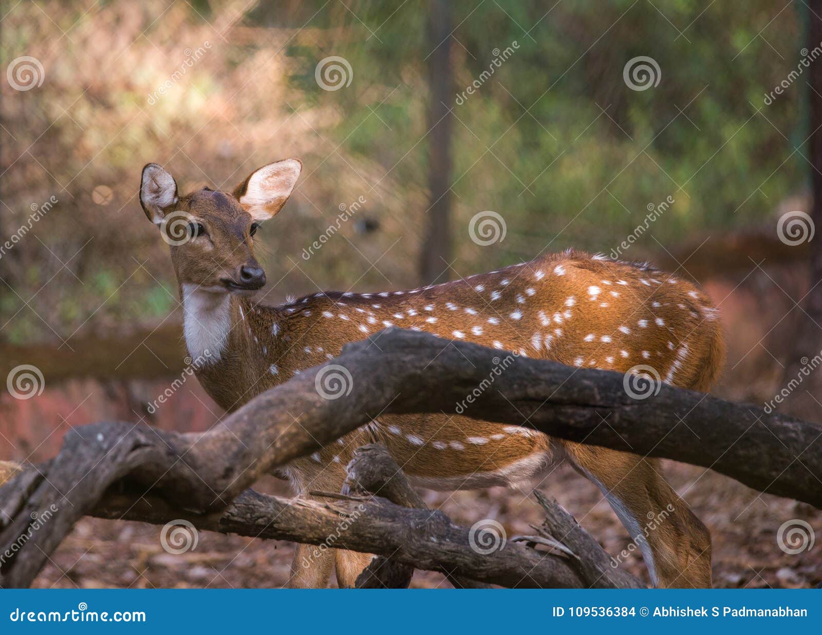 A spotted deer stock photo. Image of animal, india, tropical - 109536384