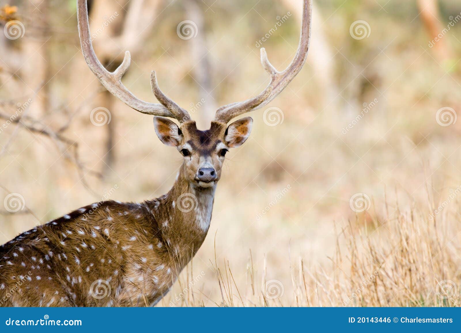 Spotted Deer Or Chital Or Cheetal Or Axis Axis An Antler In Beautiful ...