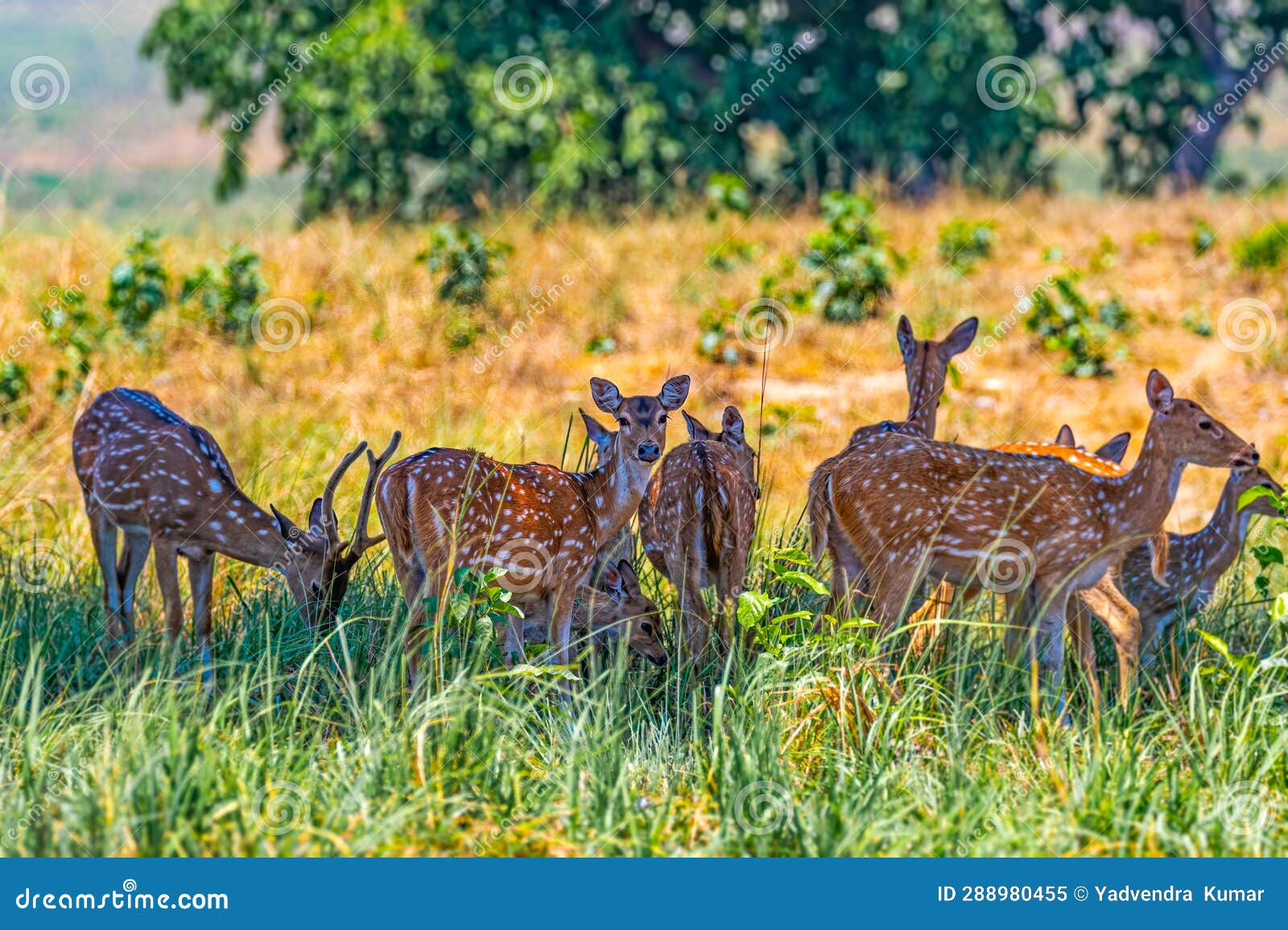 Newborn Deers Bambi And Wild Animals Concept. Fawn Resting. Baby Roe ...