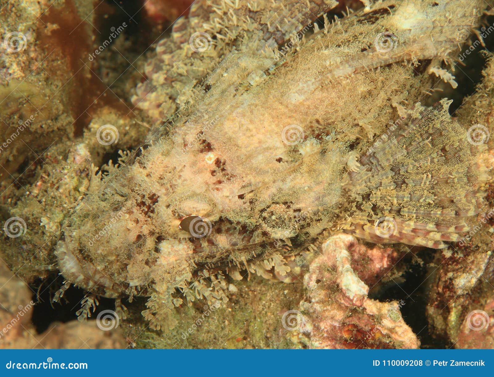 Spotted Devilfish - Inimicus Sinensis Stock Photo - Image of hiding ...