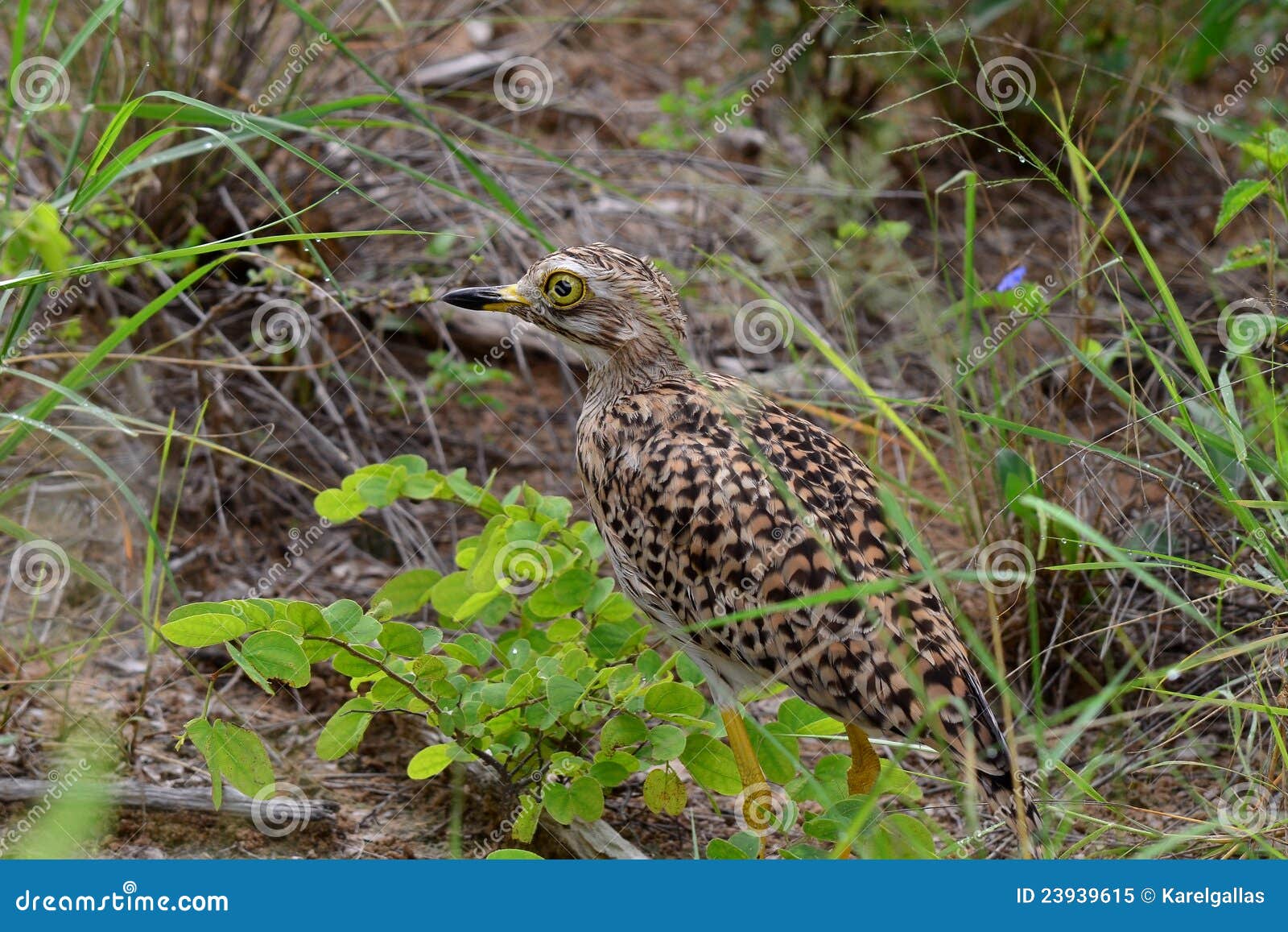 Spotted Dikkop Bird Stock Photos - Free & Royalty-Free Stock Photos ...