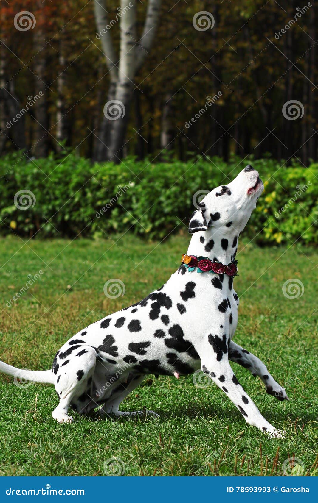 Spotted Dog Dalmatian Walks with the Park, Engaged in Training Stock ...