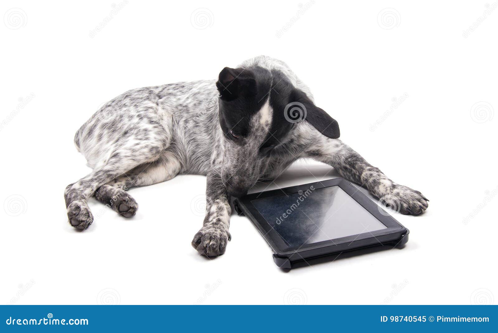 Spotted Dog Lying Down, Looking at a Computer Tablet Stock Image ...