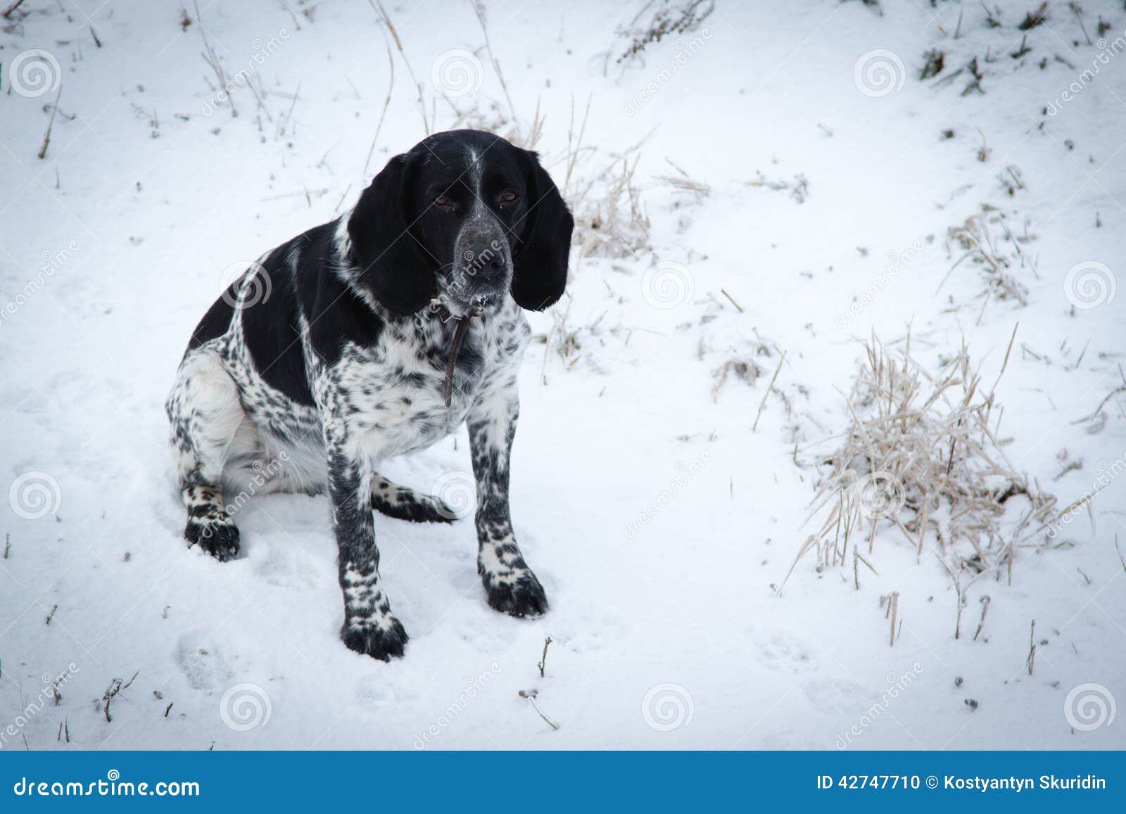 Spotted Dog Sitting in the Snow Hound. Stock Photo - Image of canine ...