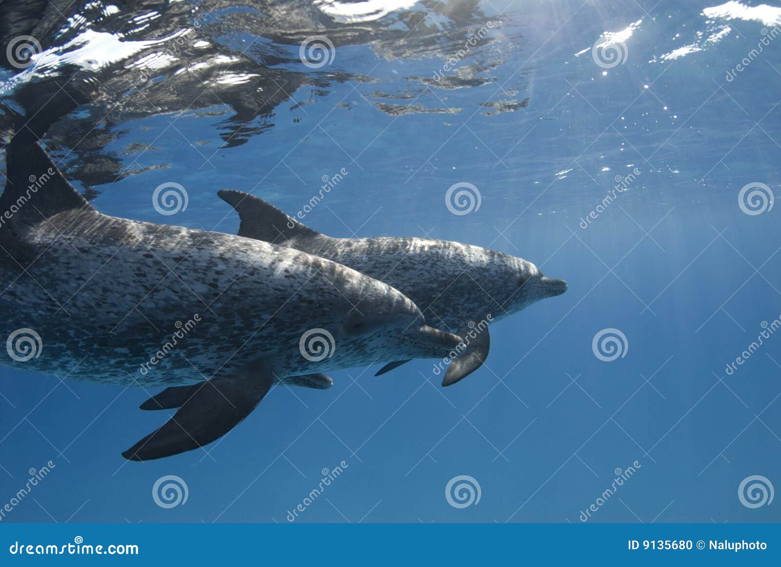 Spotted Dolphin Pair stock photo. Image of surface, ocean - 9135680