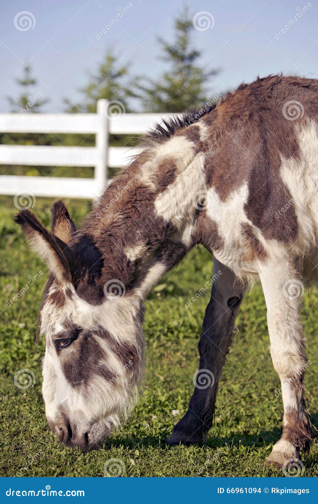 Spotted Donkey Grassing in Corral Stock Photo - Image of farmanimals ...