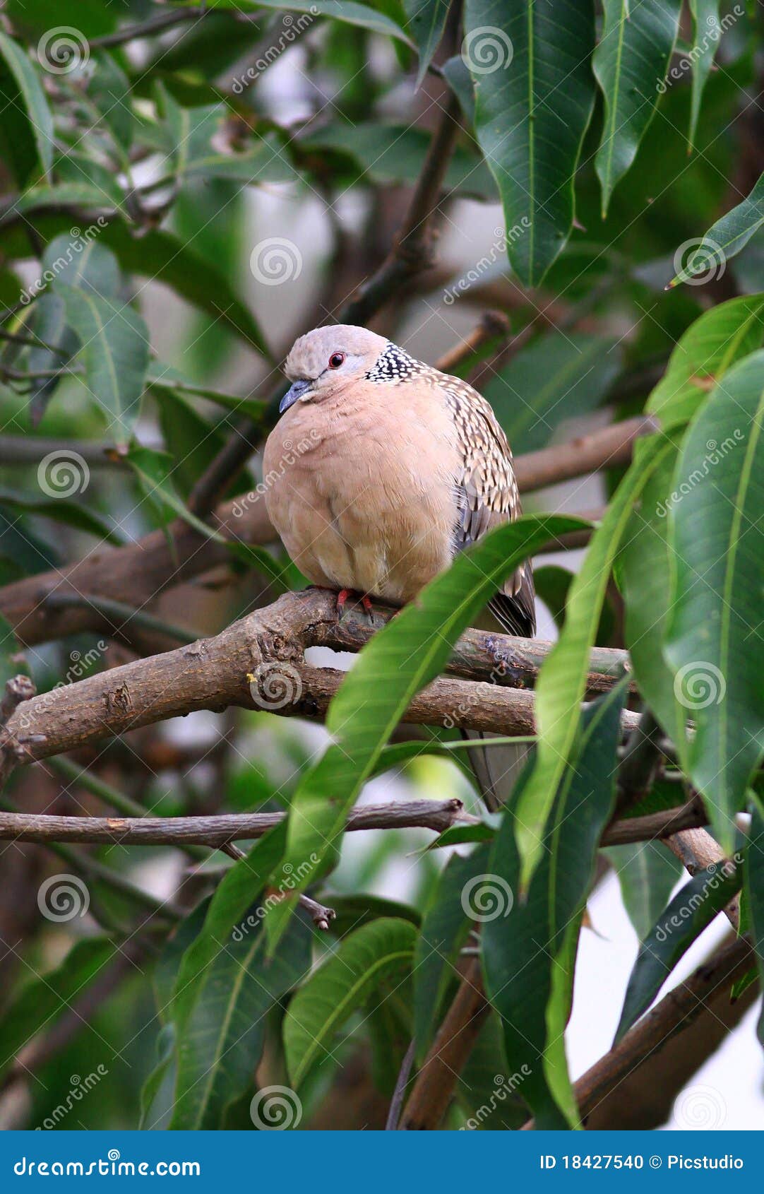 Spotted dove stock photo. Image of dove, feathers, mango - 18427540