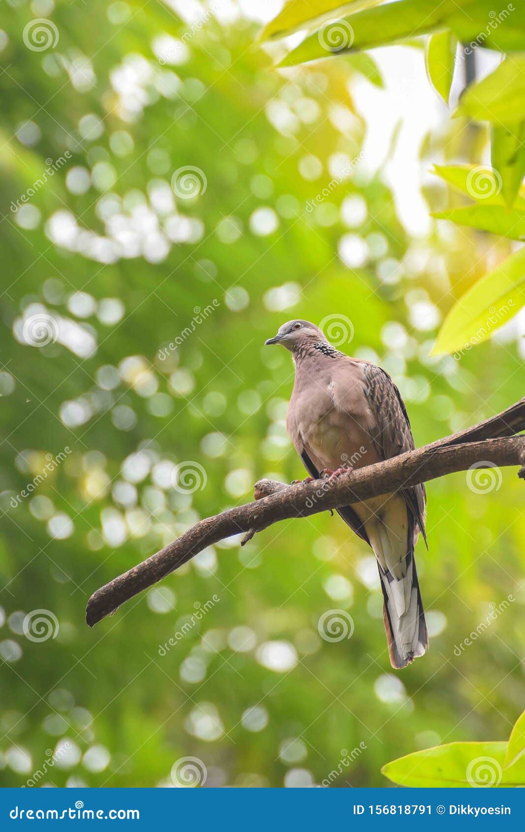 Spotted Dove Also Known As Tekukur Bird Stock Image - Image of indian ...