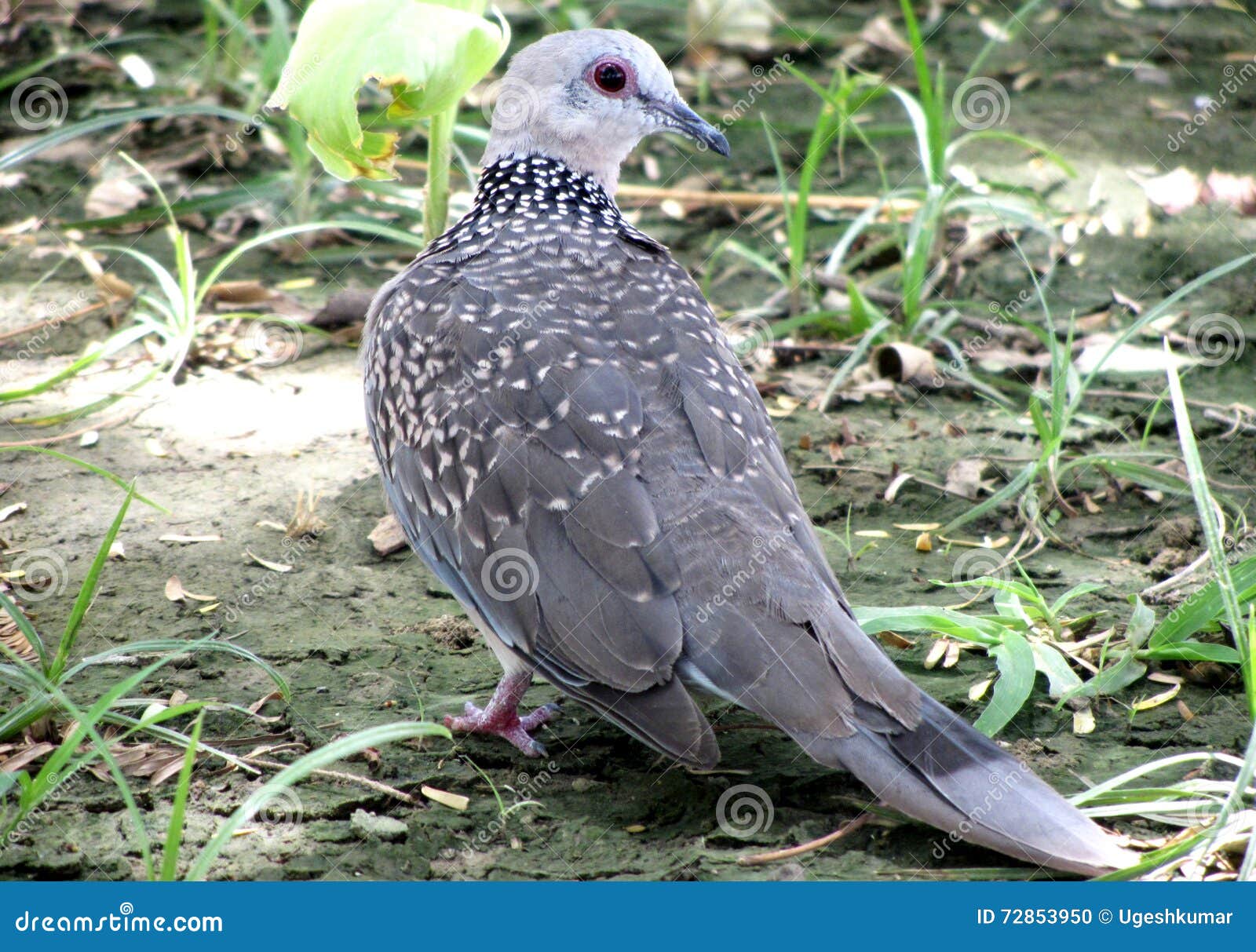 Spotted dove bird, India stock photo. Image of dove, backward - 72853950